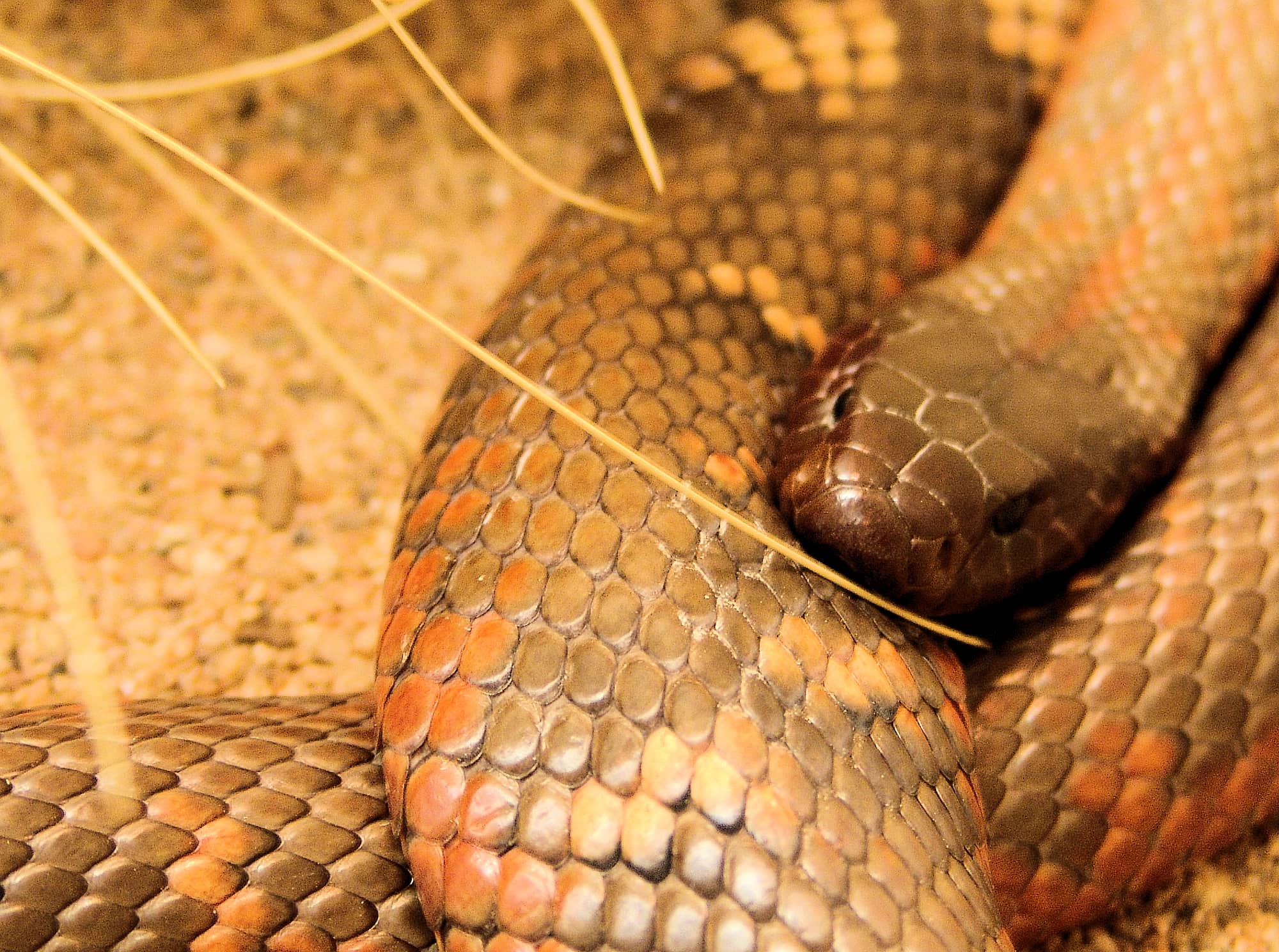 Collett’s Snake – Ausemade