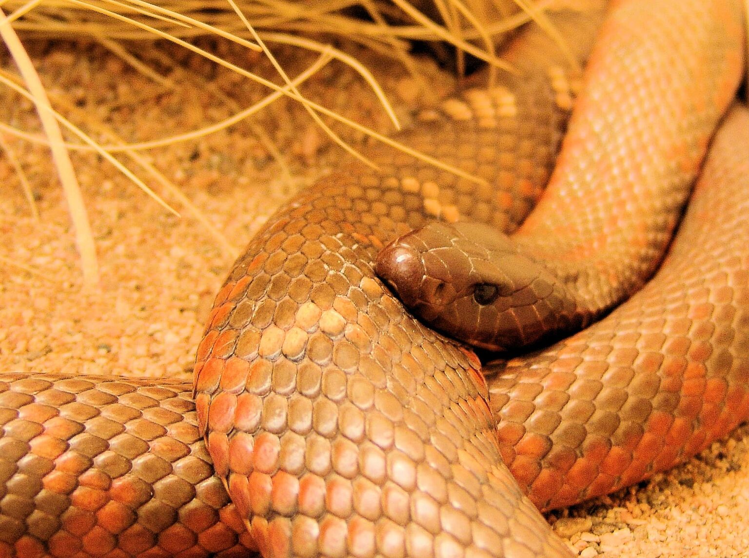 Collett’s Snake – Ausemade