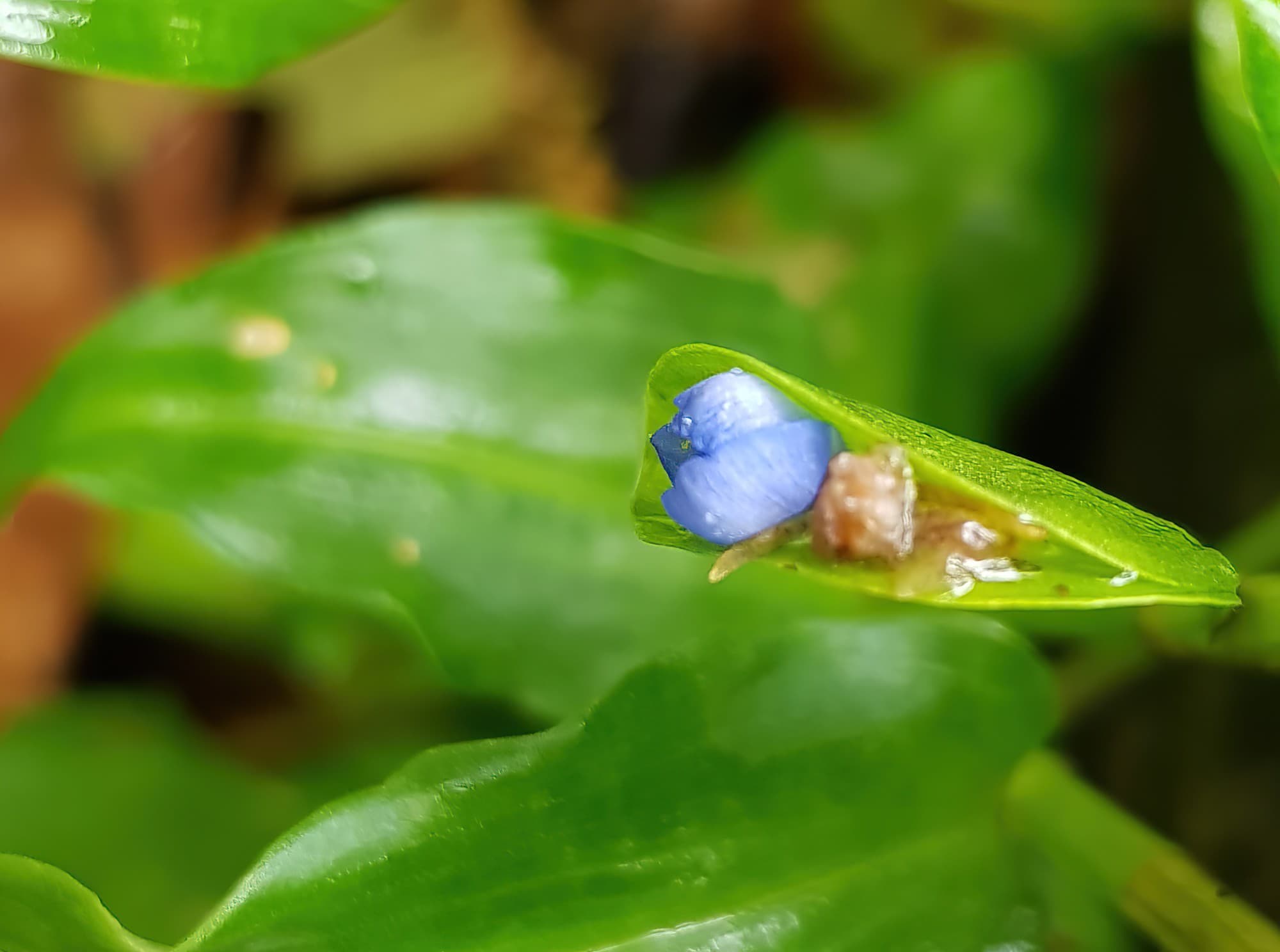 Scurvy Weed – Ausemade