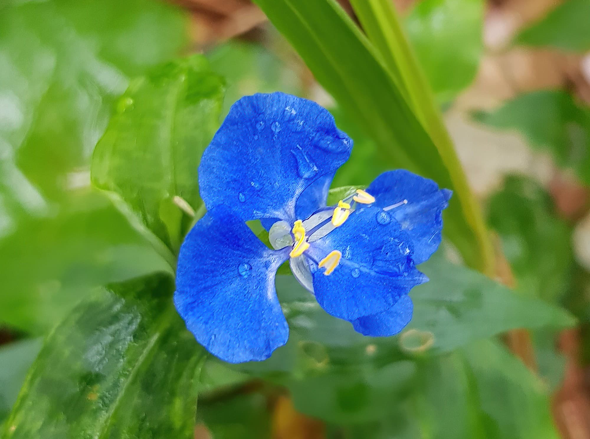 Scurvy Weed – Ausemade