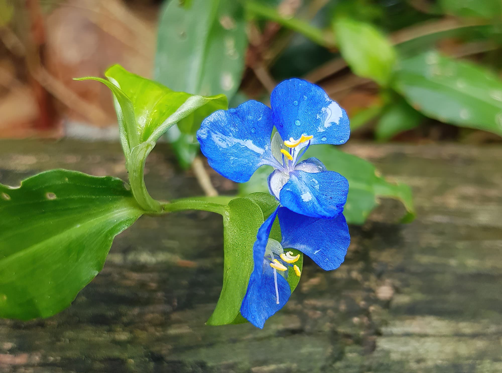 Scurvy Weed – Ausemade
