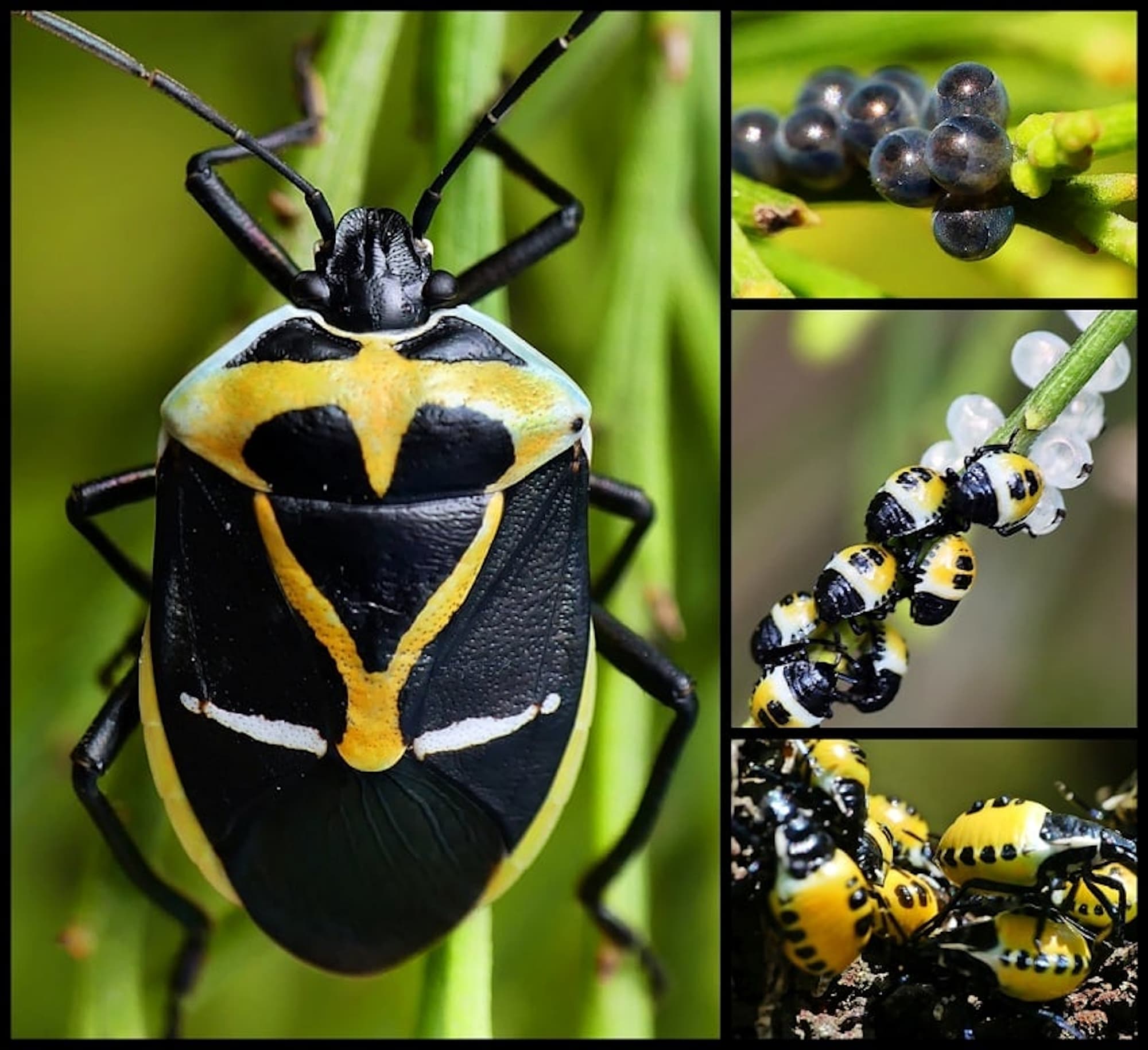 Shield Bugs – Stink Bugs – Ausemade