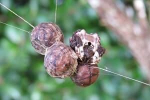 Common Bird-dropping Spider (Celaenia excavata) – Ausemade