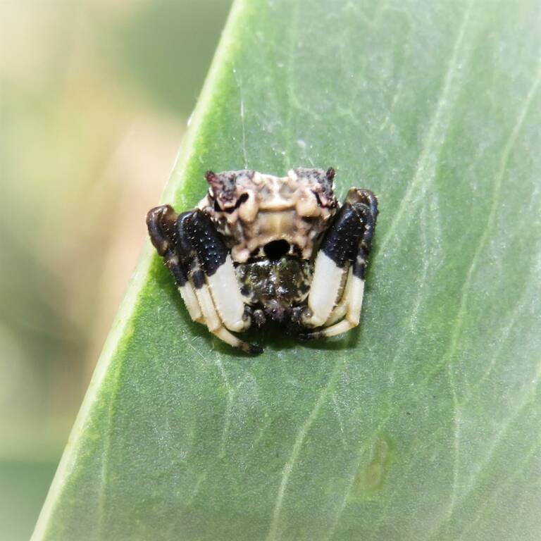 Common Bird-dropping Spider (Celaenia excavata) – Ausemade