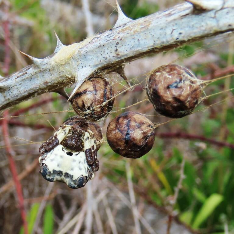 Common Bird-dropping Spider (Celaenia excavata) – Ausemade