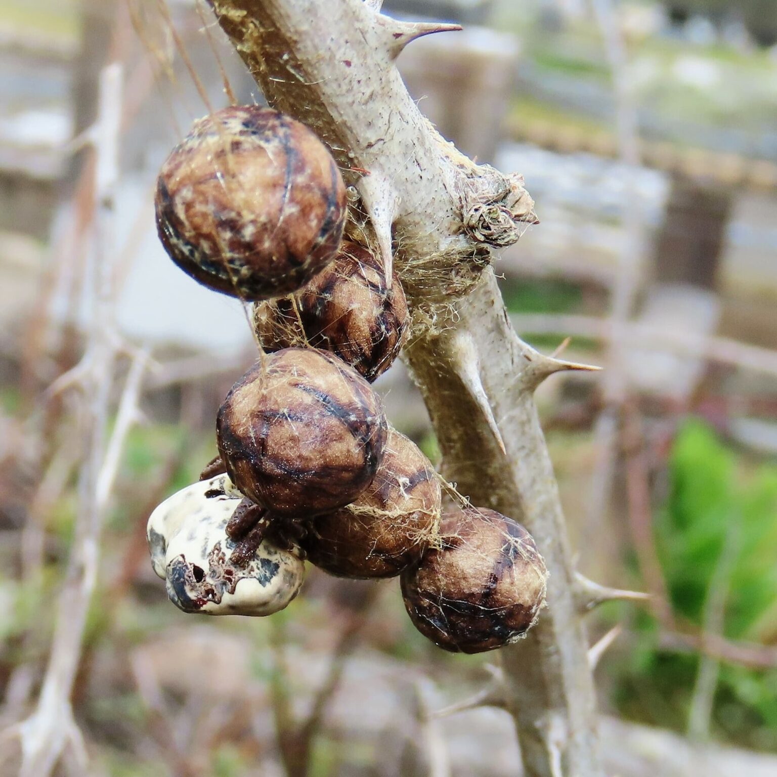 Common Bird-dropping Spider (Celaenia excavata) – Ausemade
