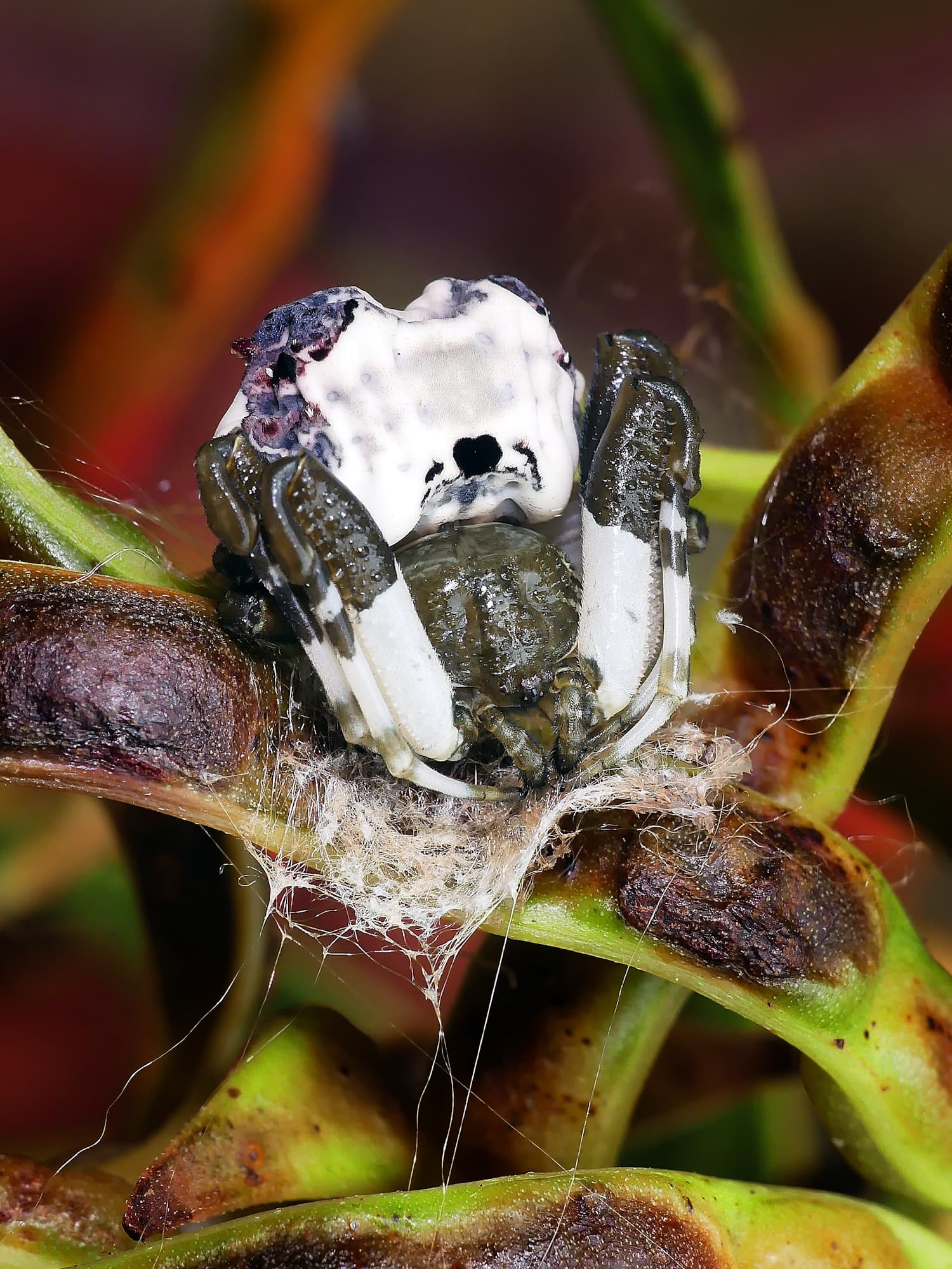 Common Bird-dropping Spider – Ausemade