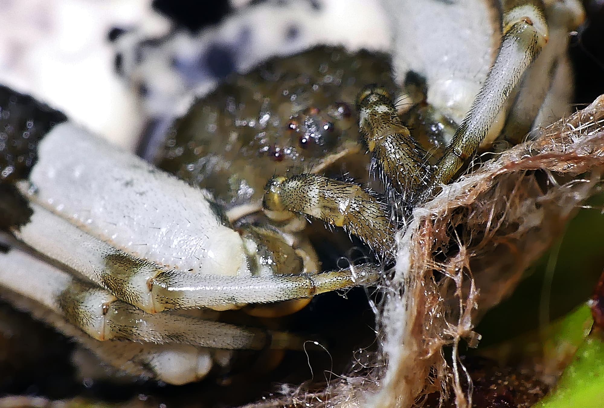 Common Bird-dropping Spider – Ausemade