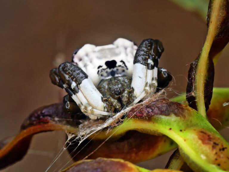 Common Bird-dropping Spider – Ausemade