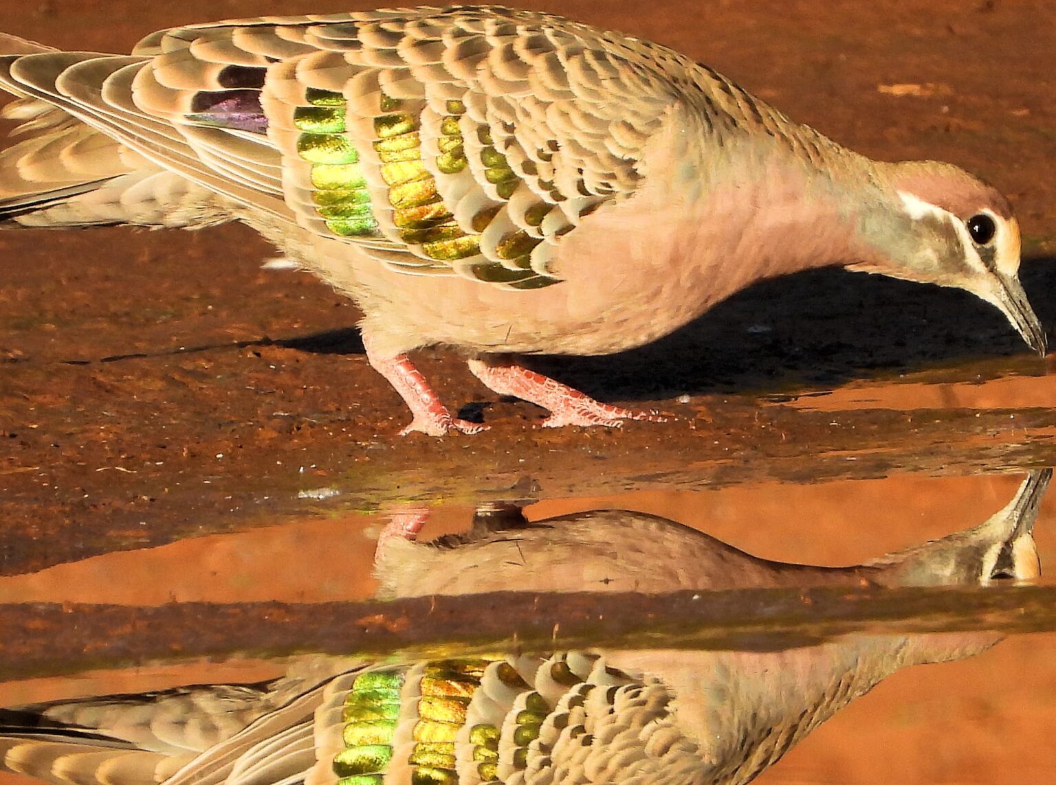 Common Bronzewing – reflections – Ausemade