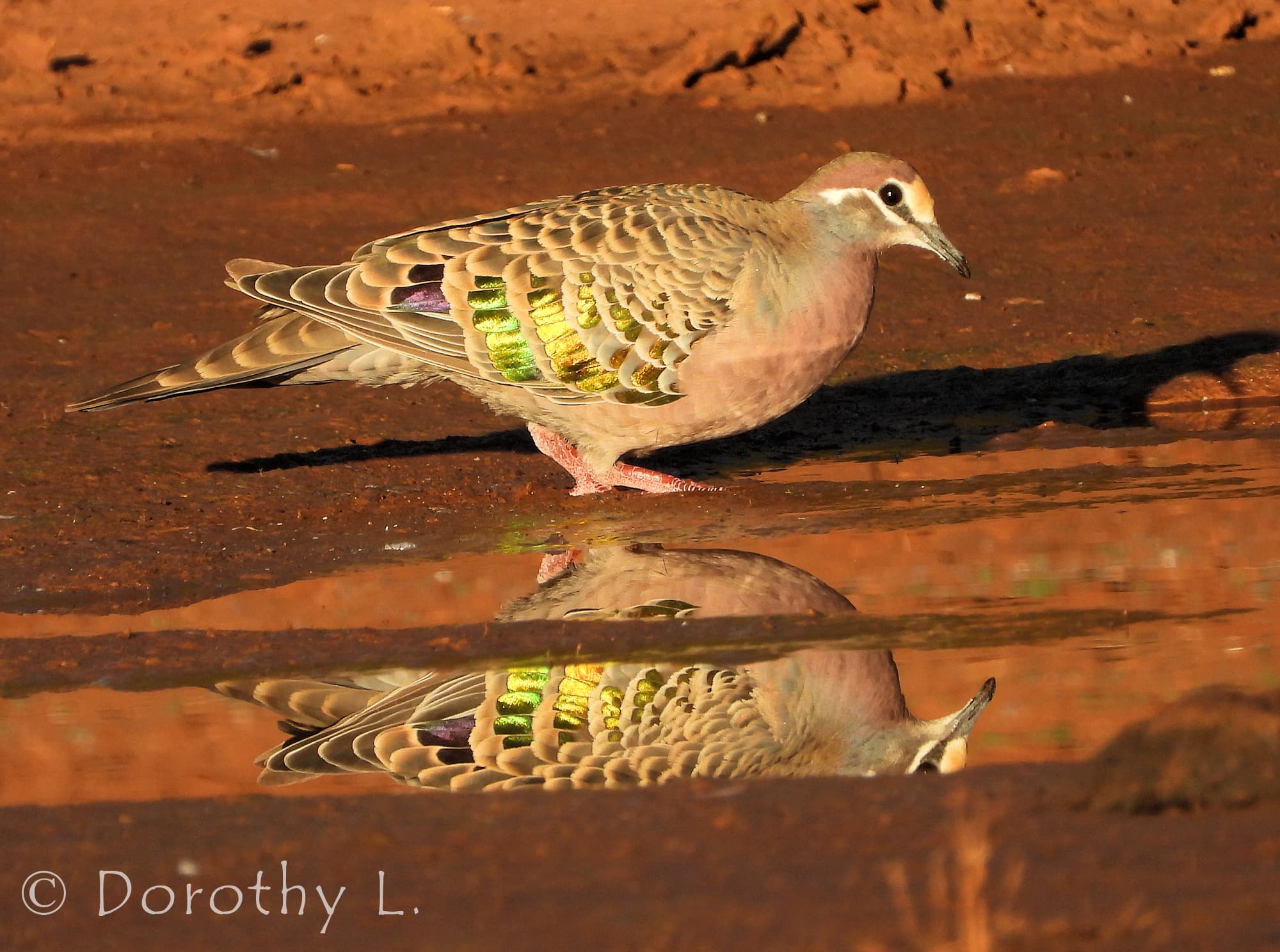 Common Bronzewing – reflections – Ausemade