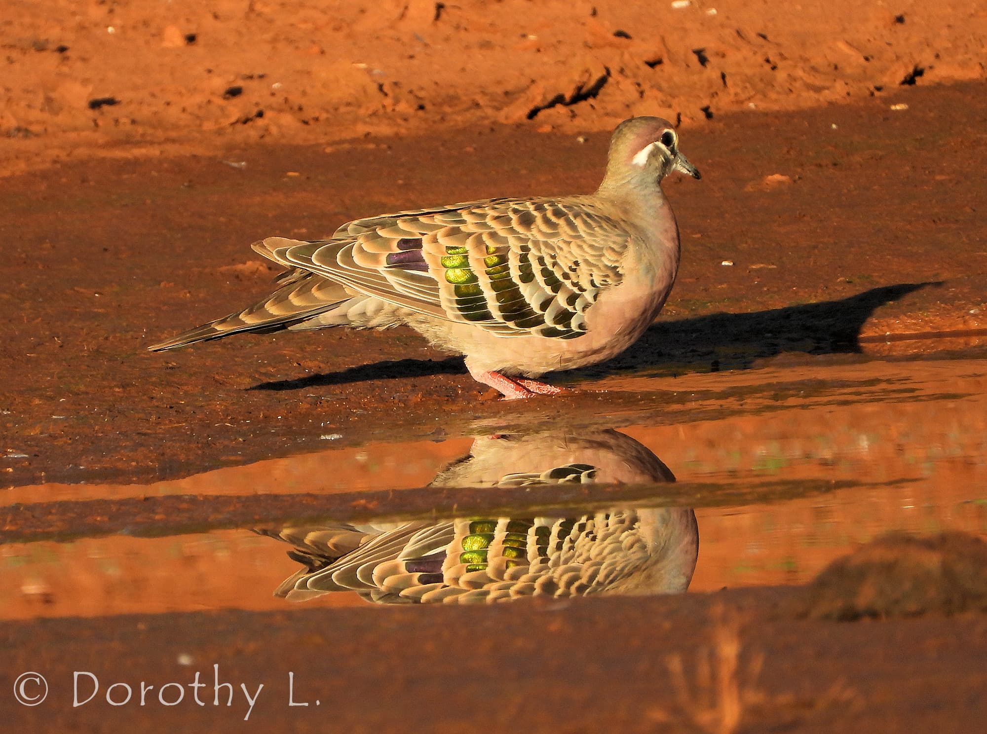 Common Bronzewing – reflections – Ausemade