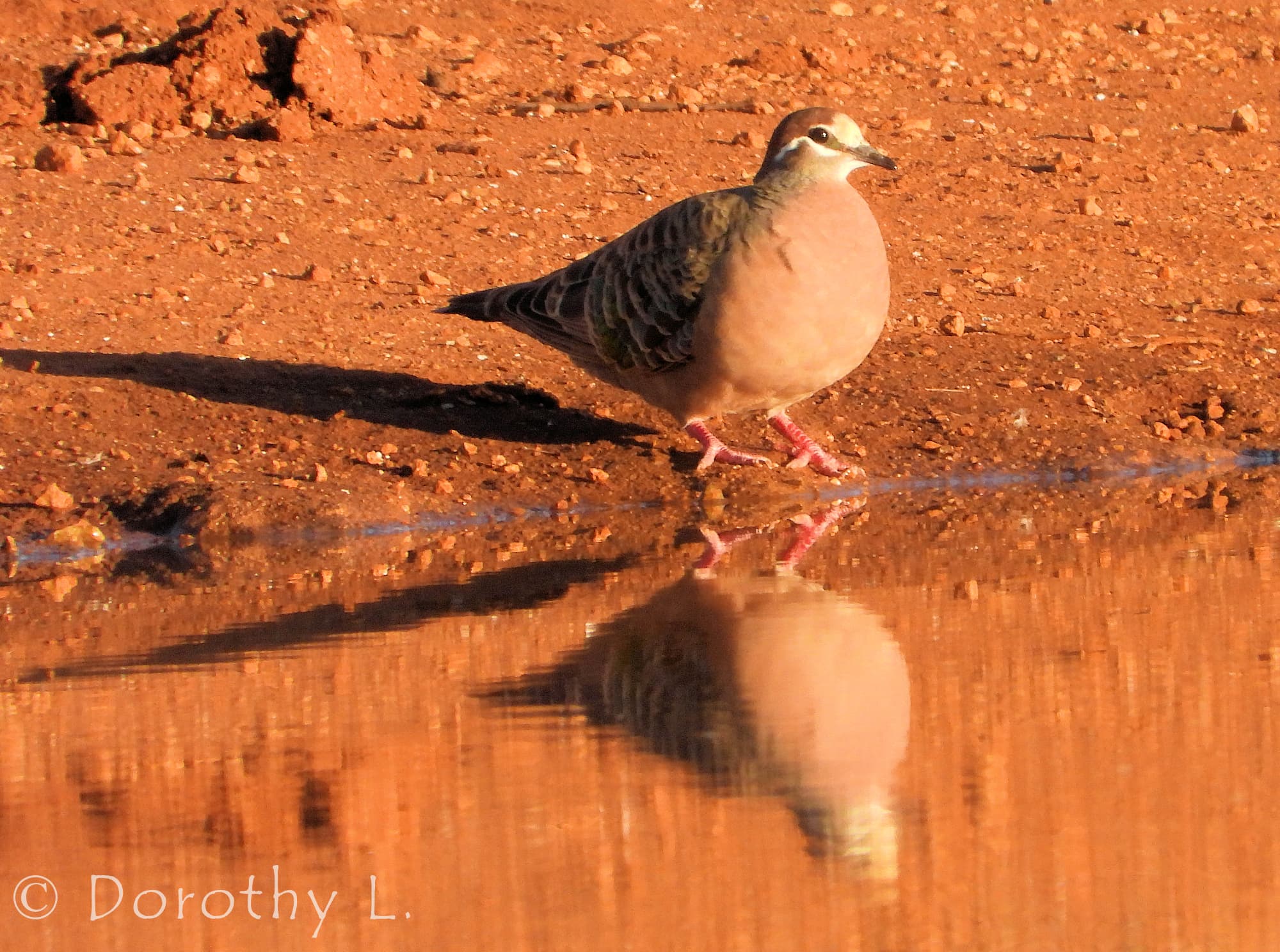 Common Bronzewing – reflections – Ausemade