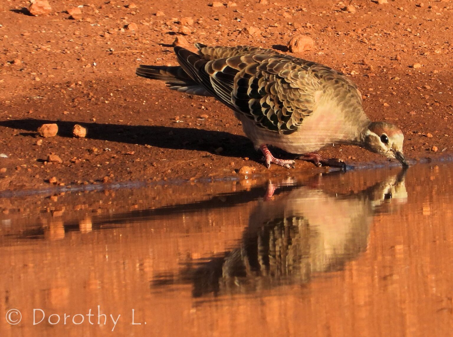 Common Bronzewing – reflections – Ausemade