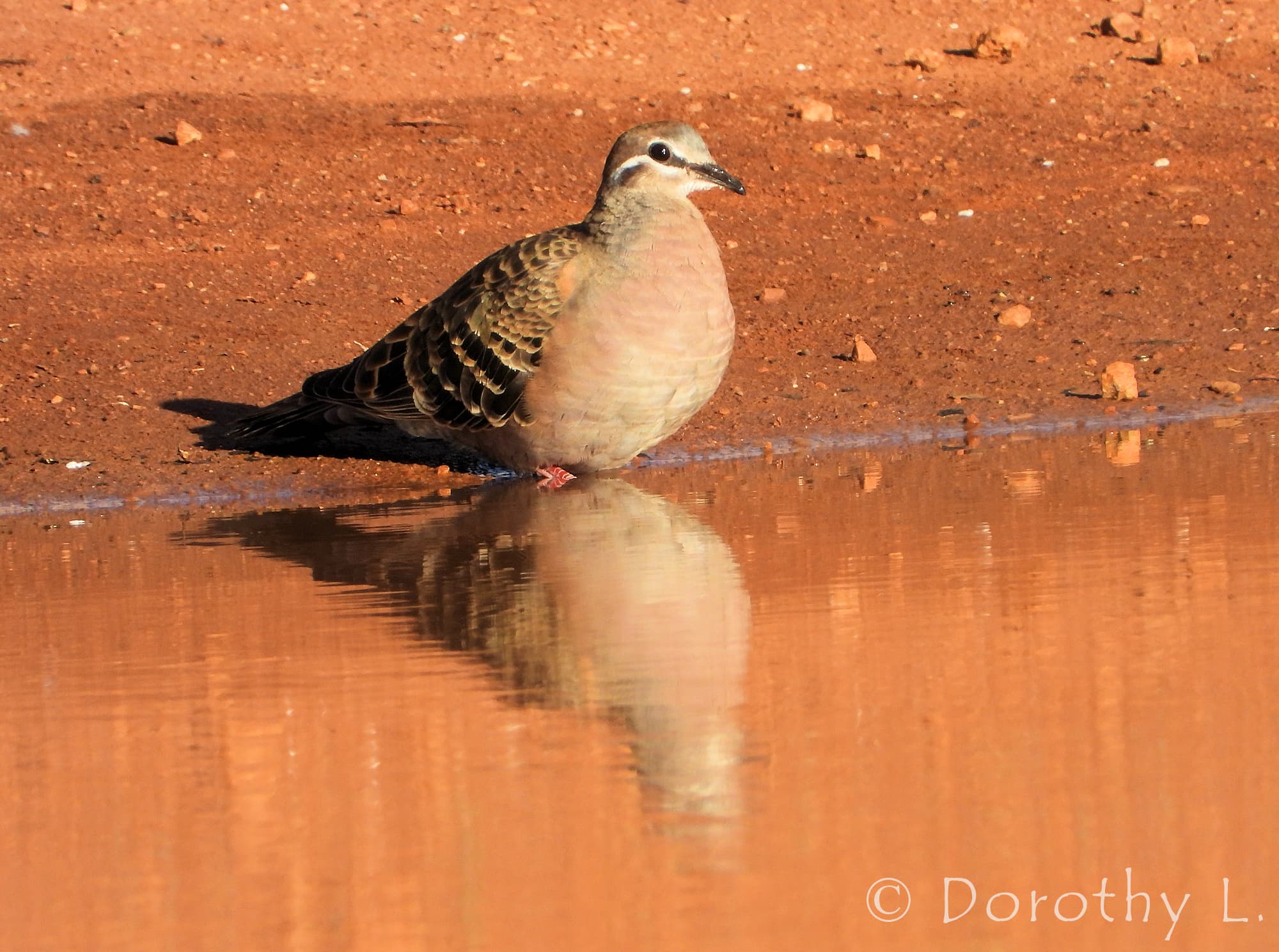 Common Bronzewing – reflections – Ausemade