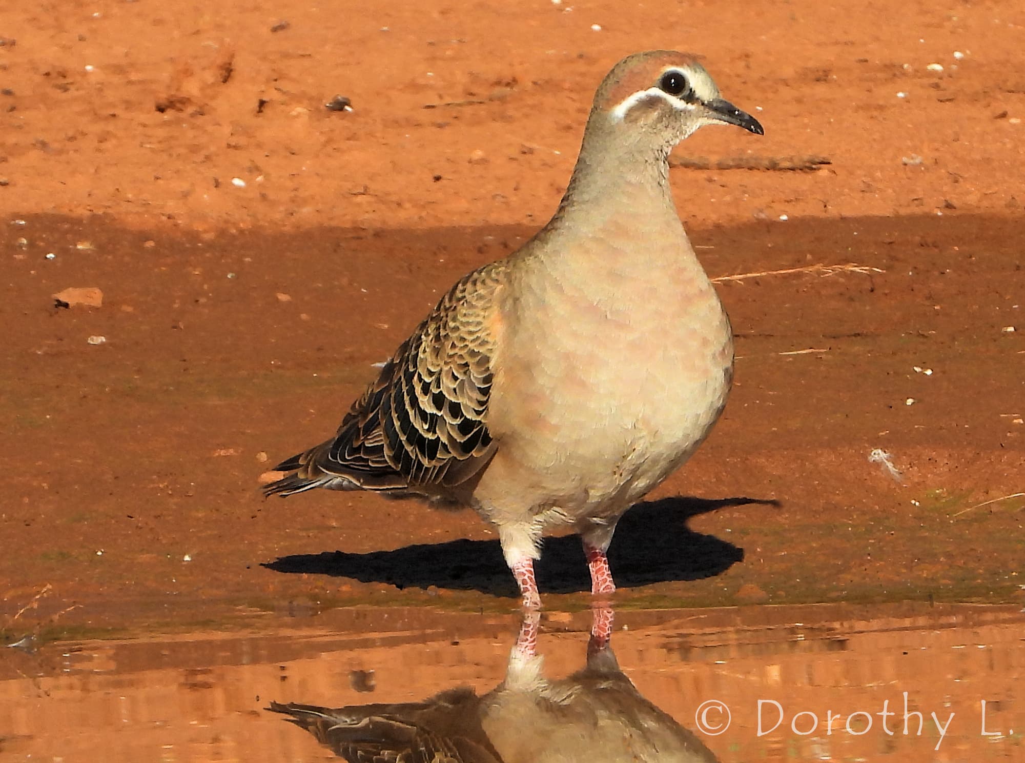 Common Bronzewing – reflections – Ausemade