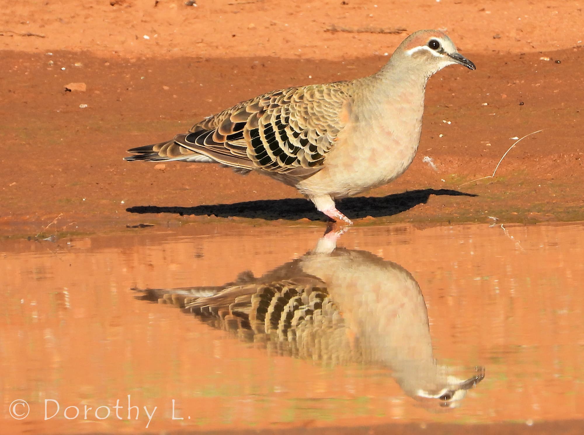 Common Bronzewing – reflections – Ausemade