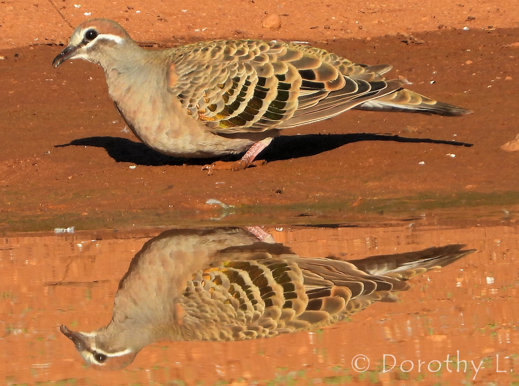 Common Bronzewing – reflections – Ausemade