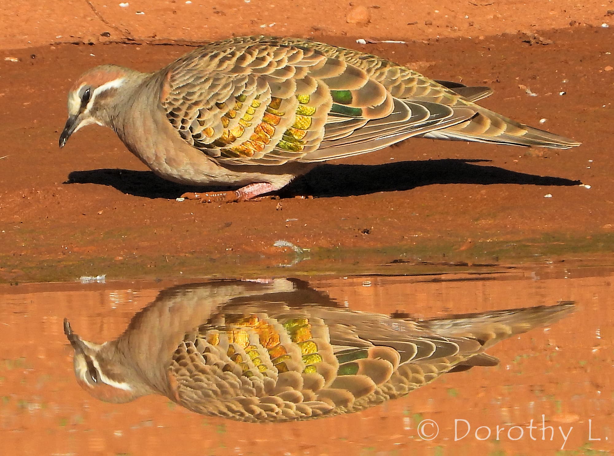 Common Bronzewing – reflections – Ausemade