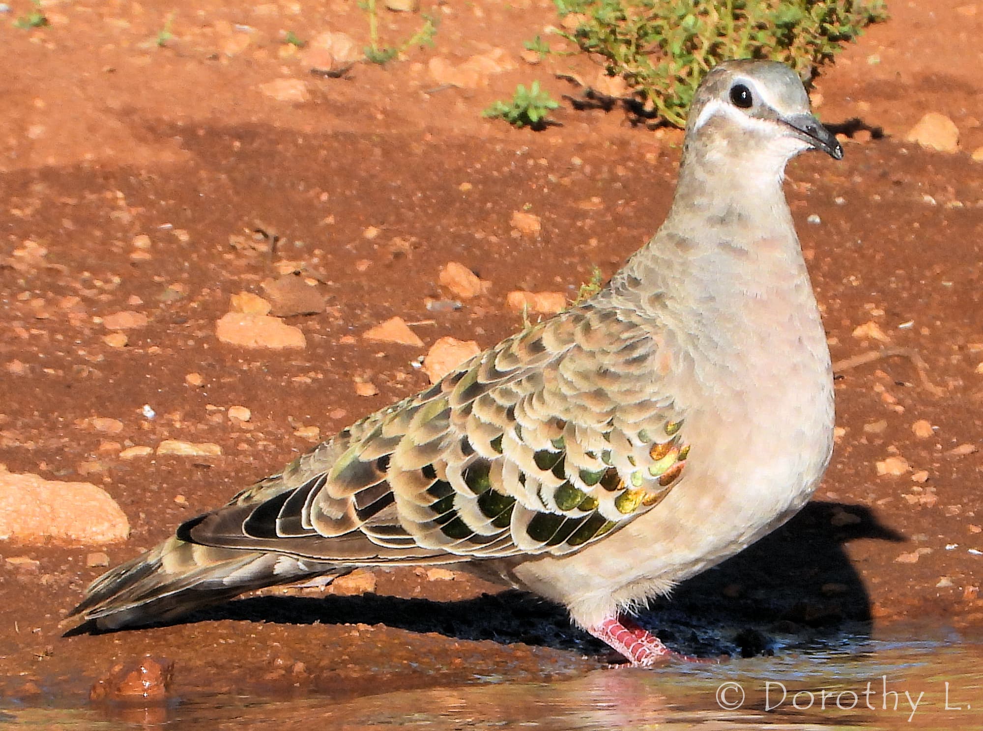 Common Bronzewing – Ausemade