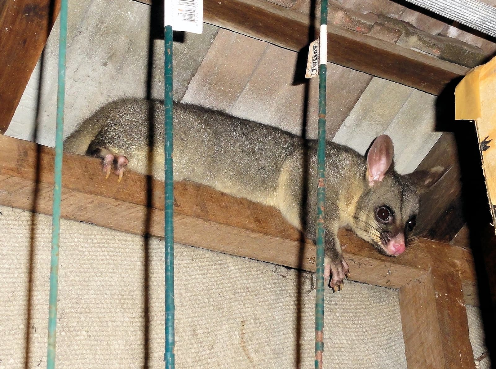 Common Brushtail Possum – Ausemade