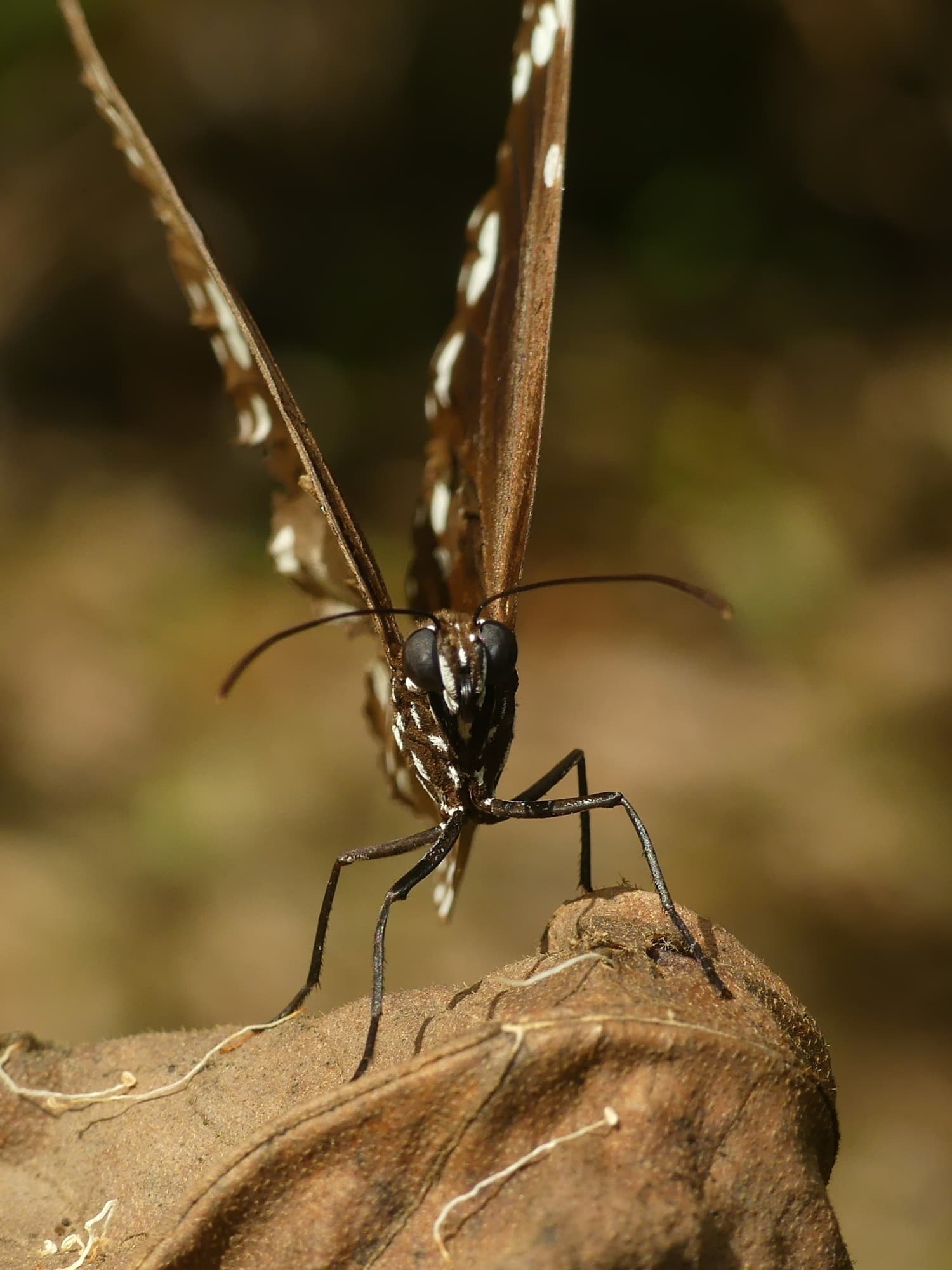 Common Crow (Euploea core) – Ausemade