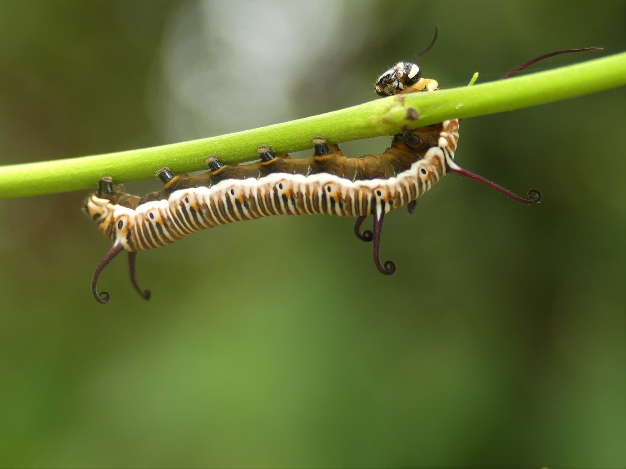 Gold Coast Buterflies & Moths – Ausemade