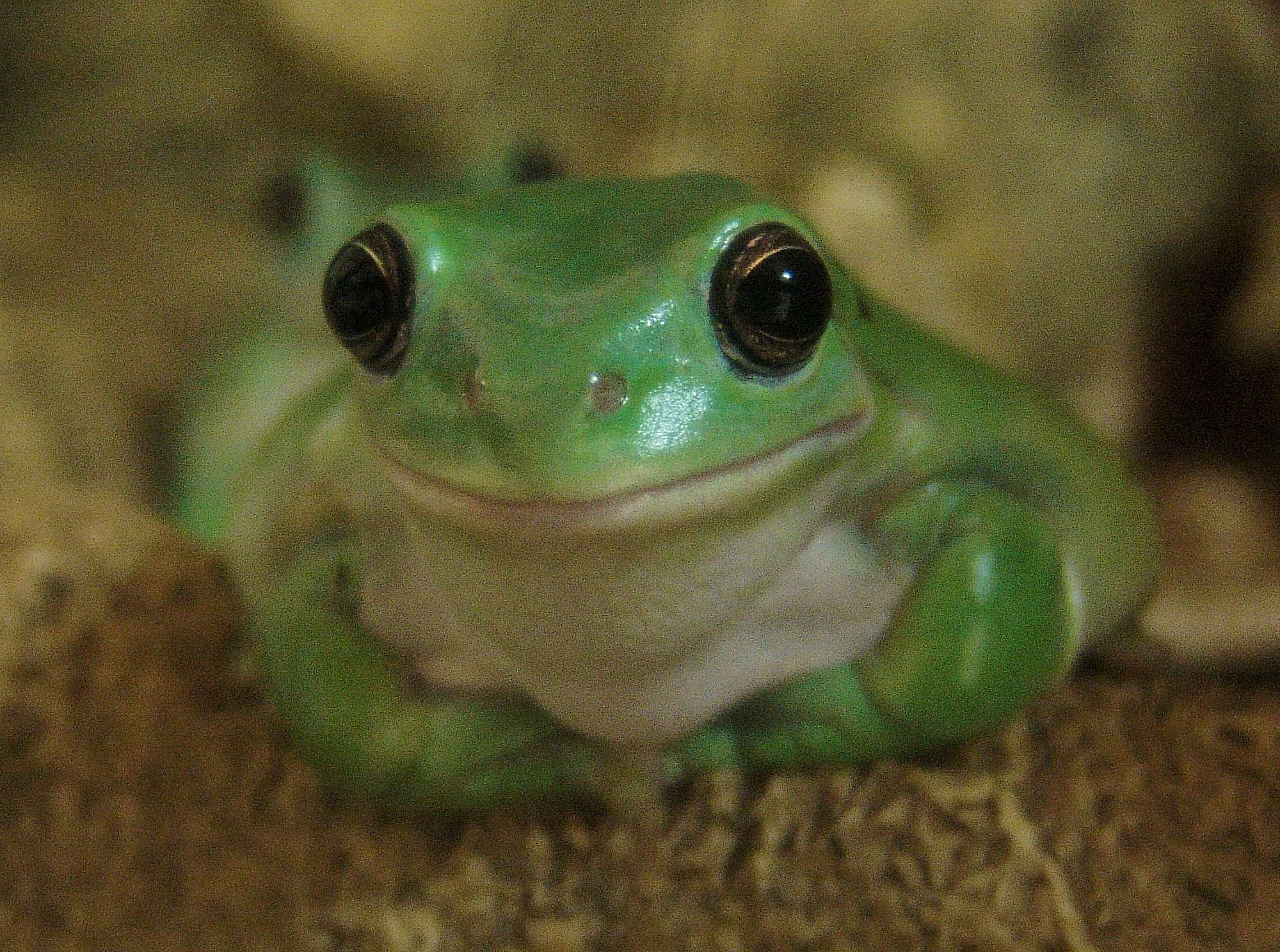 Australian Green Tree Frog – Ausemade