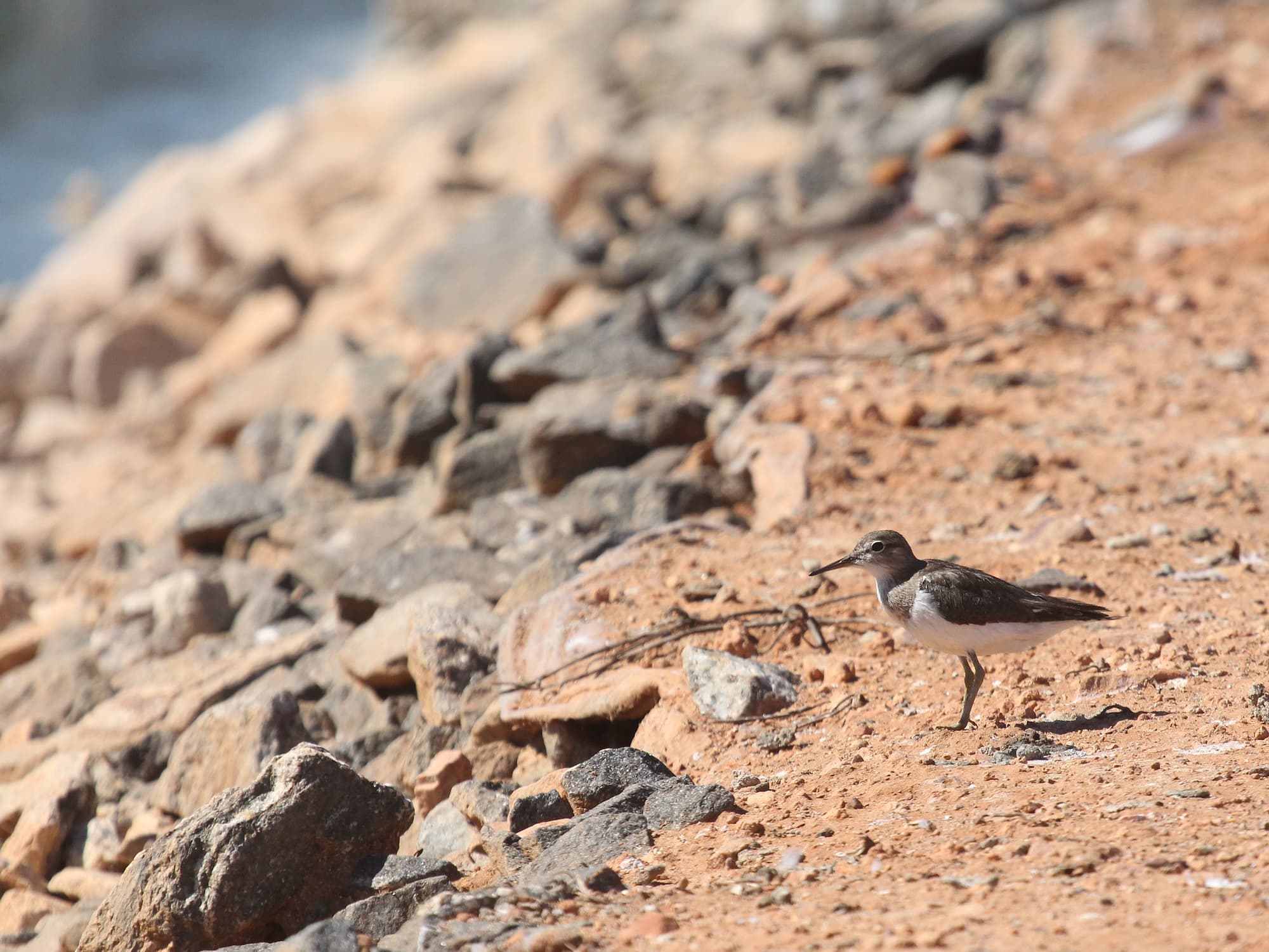 Common Sandpiper at the Ponds – Ausemade