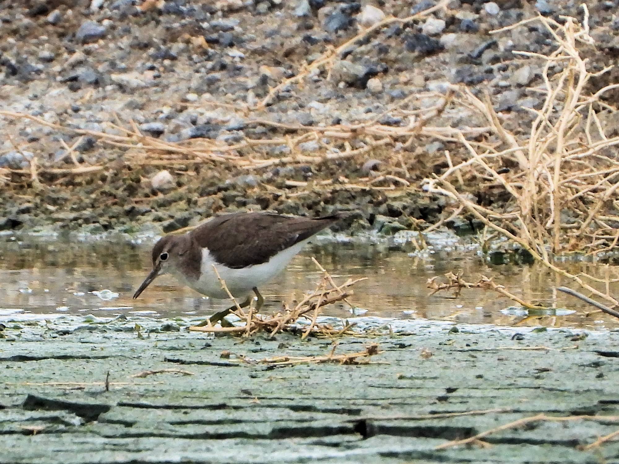 Common Sandpiper at the Ponds – Ausemade