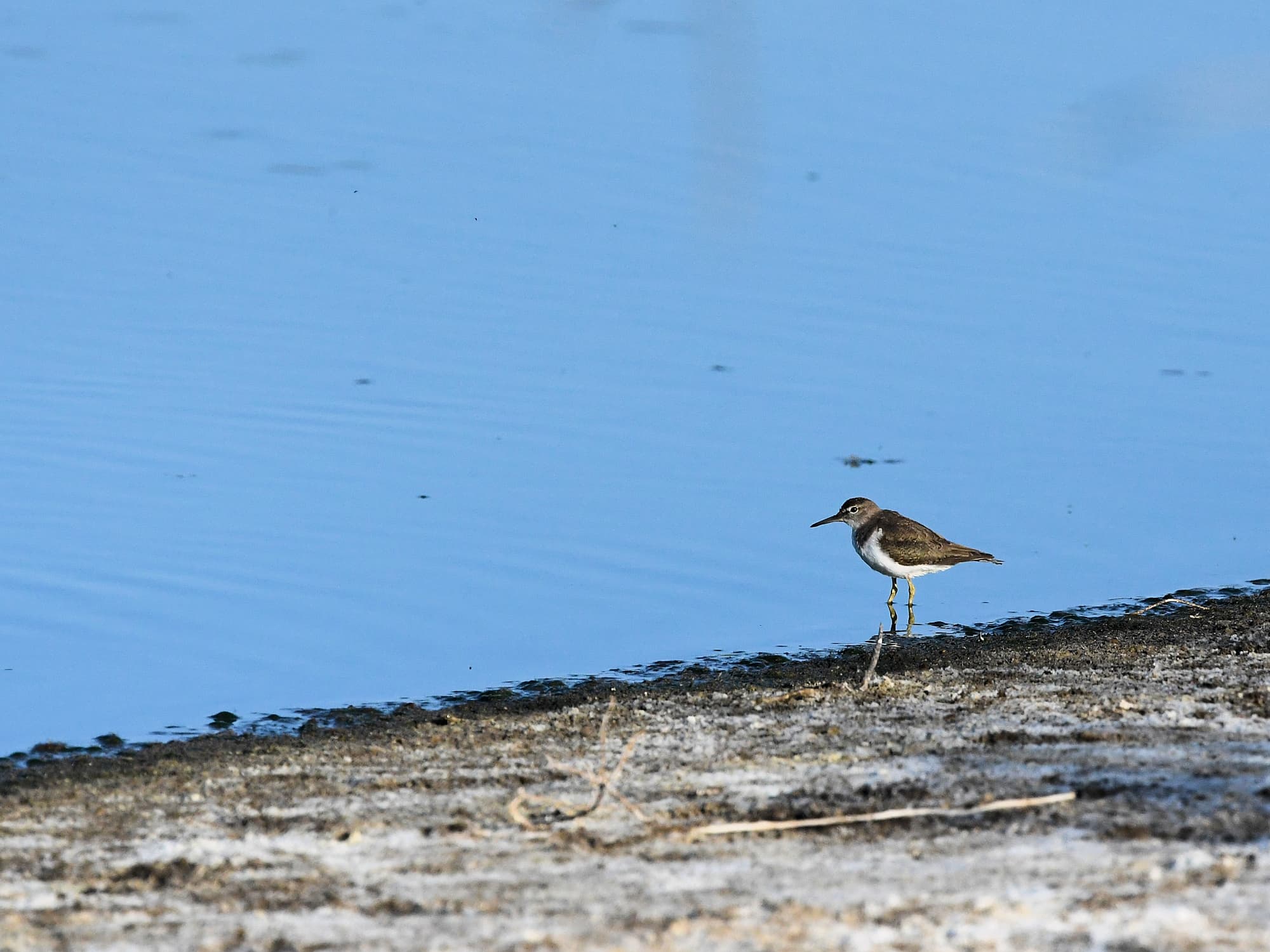 Common Sandpiper at the Ponds – Ausemade