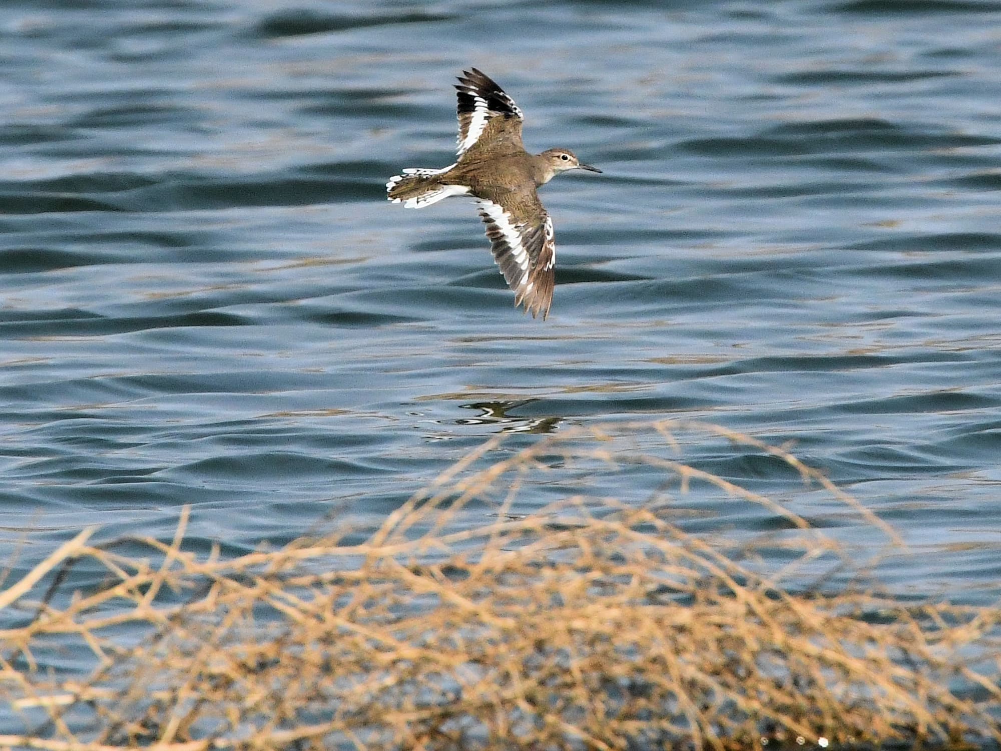 Common Sandpiper at the Ponds – Ausemade
