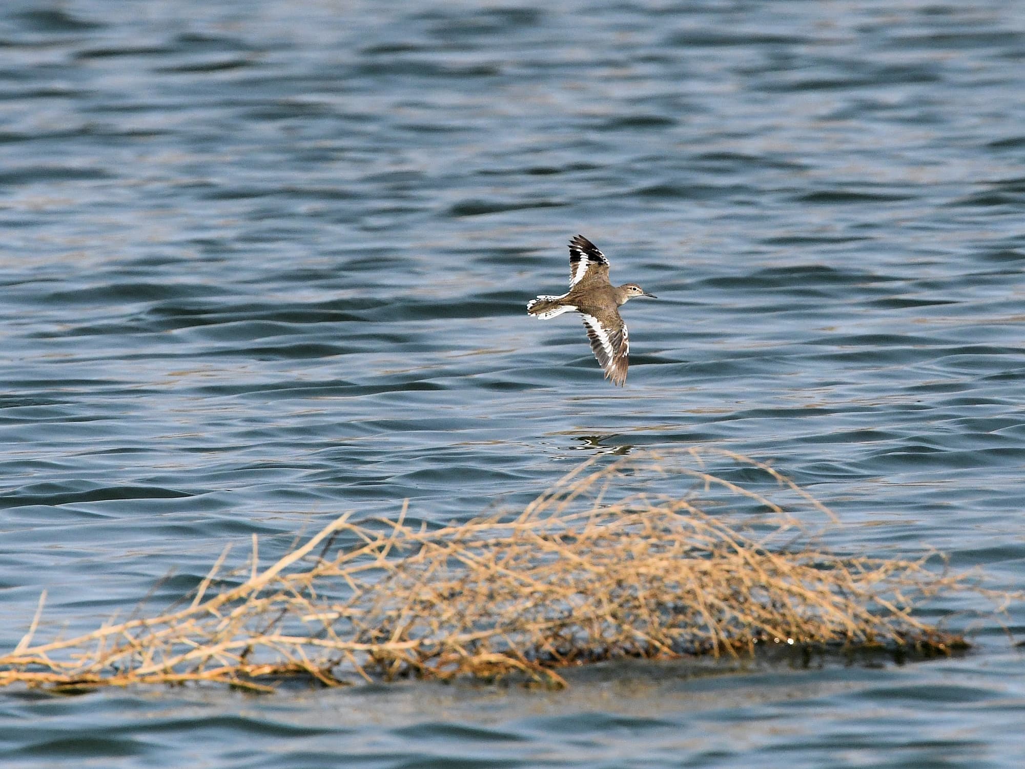 Common Sandpiper at the Ponds – Ausemade