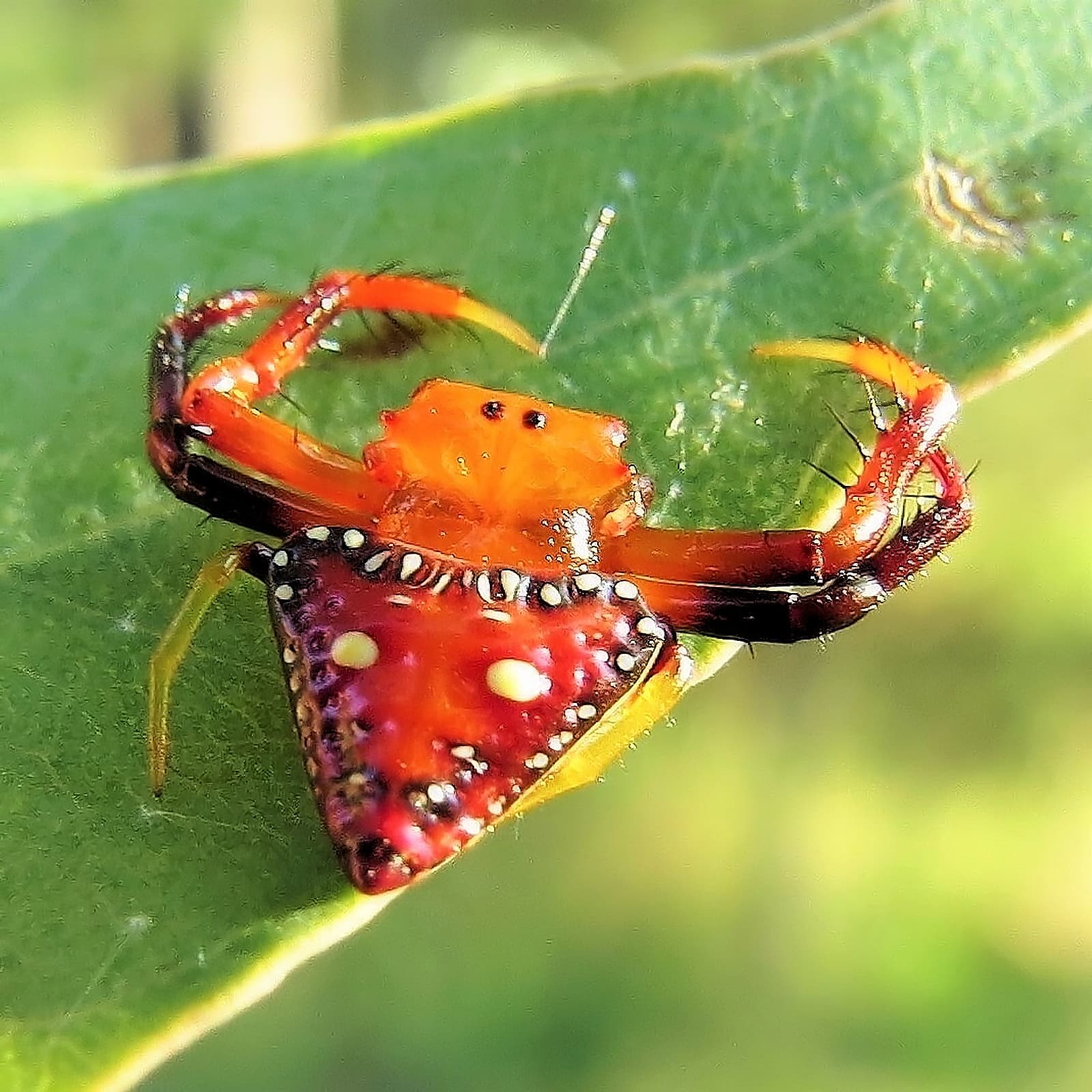 Common Triangular Spider (Arkys lancearius) – Ausemade