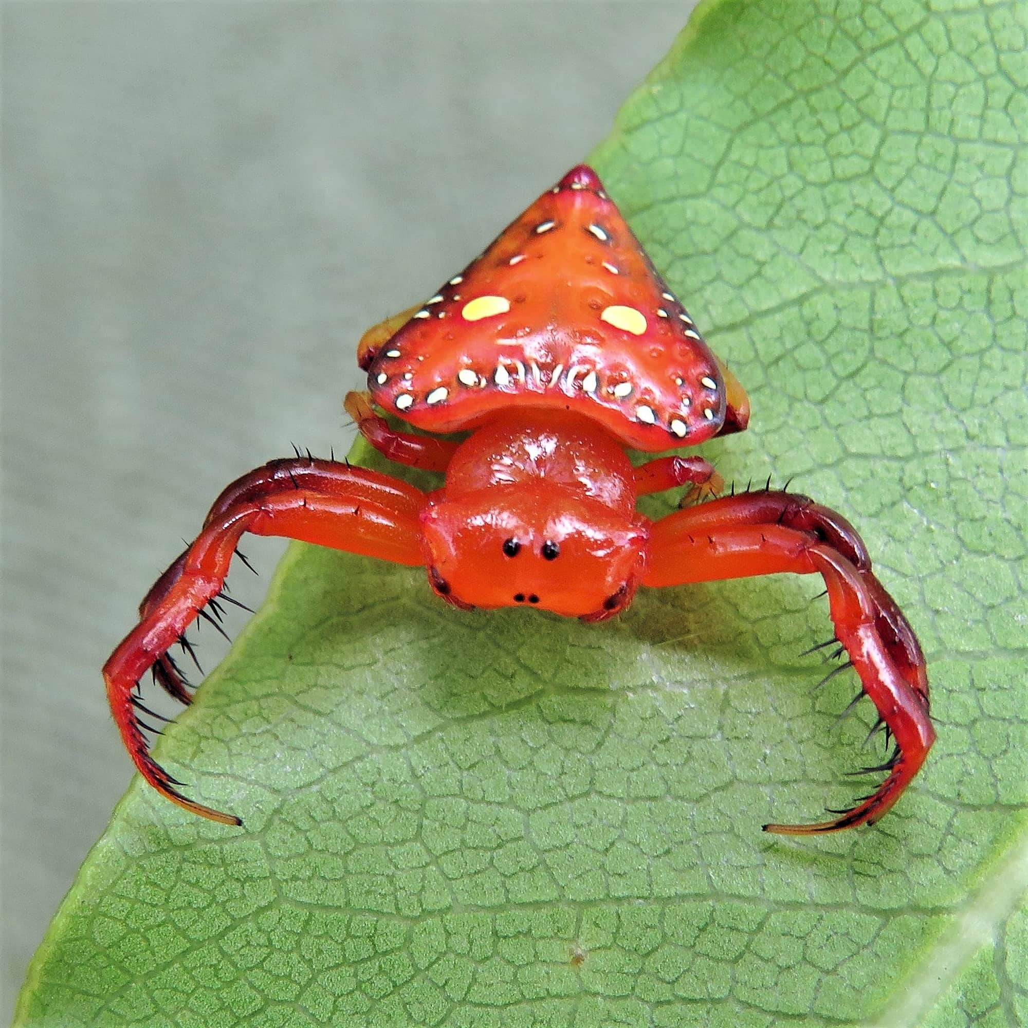 Common Triangular Spider (Arkys lancearius) – Ausemade