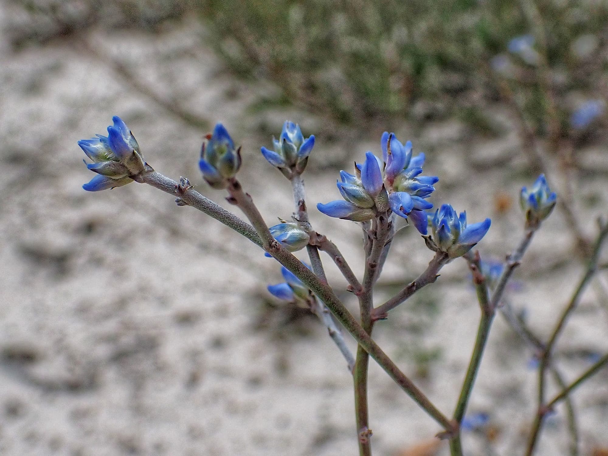 Conospermum caeruleum (Blue Brother) – Ausemade