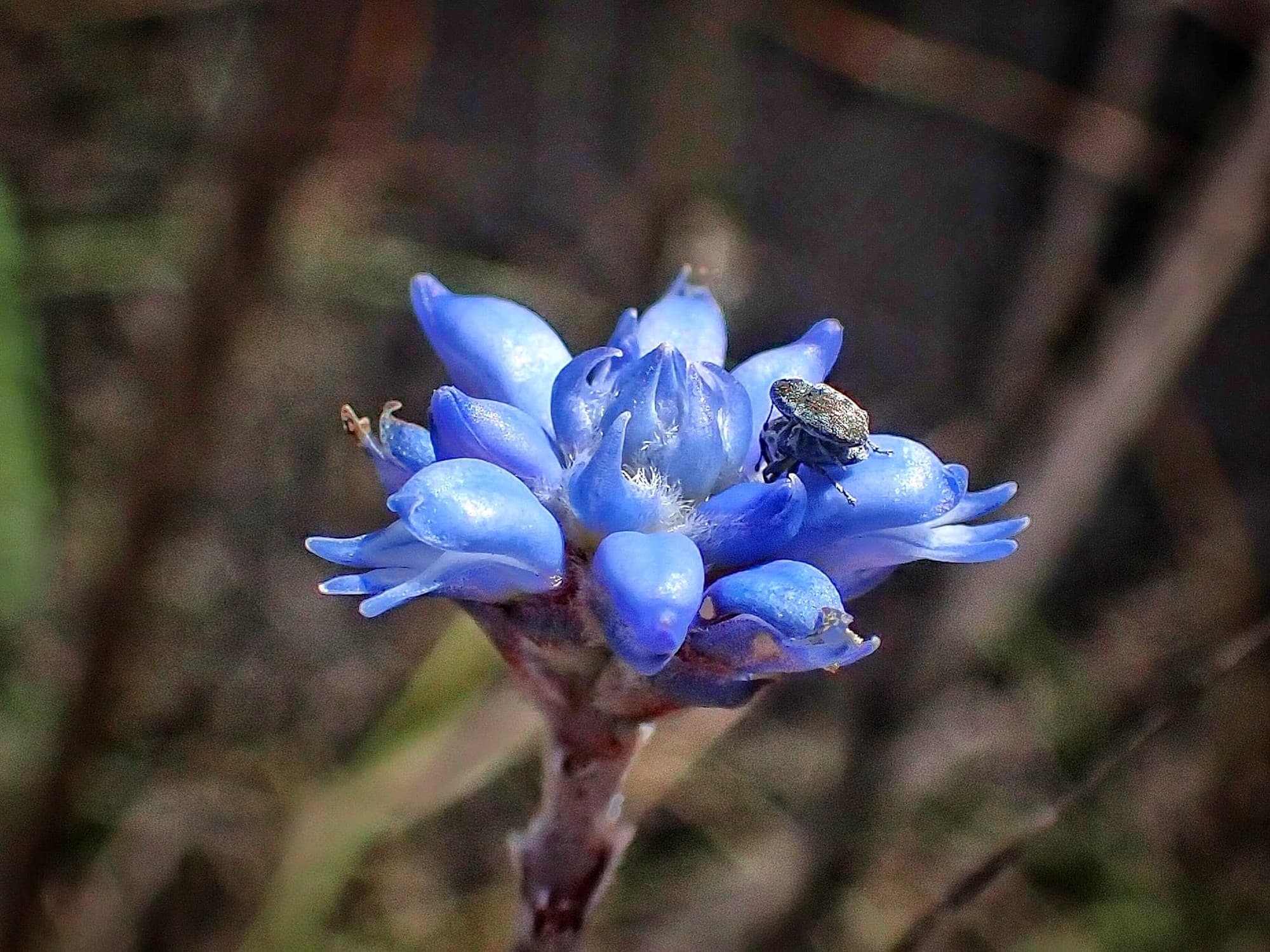 Conospermum caeruleum (Blue Brother) – Ausemade