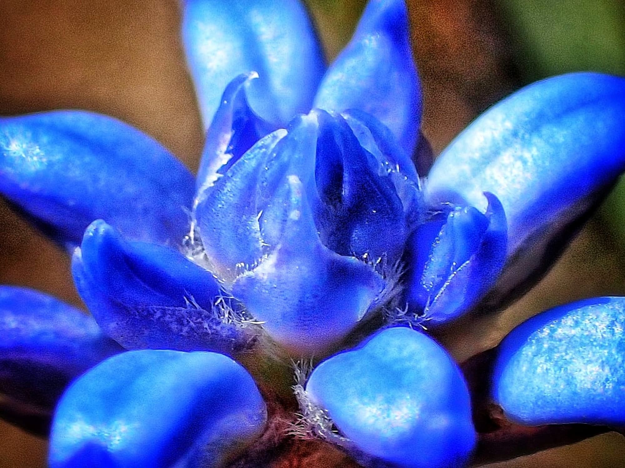 Conospermum caeruleum (Blue Brother) – Ausemade