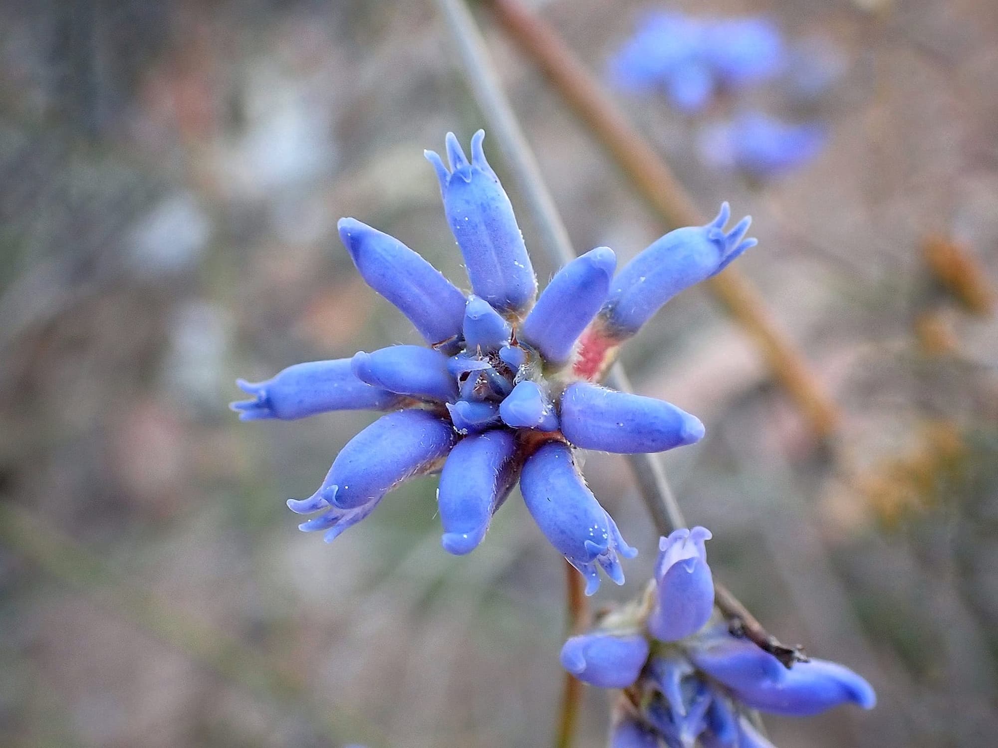 Conospermum caeruleum subsp. oblanceolatum – Ausemade