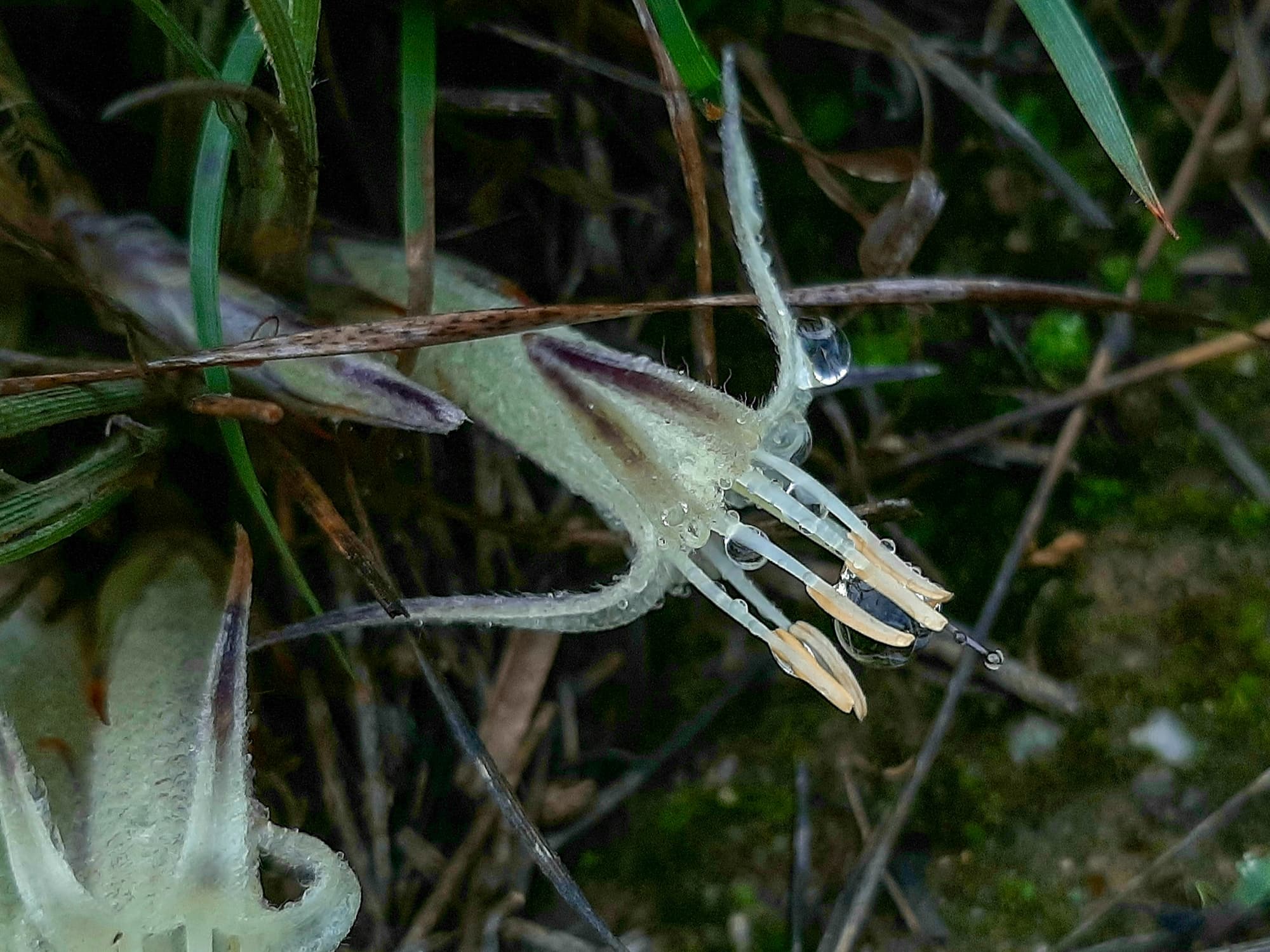 Conostylis argentea – Ausemade