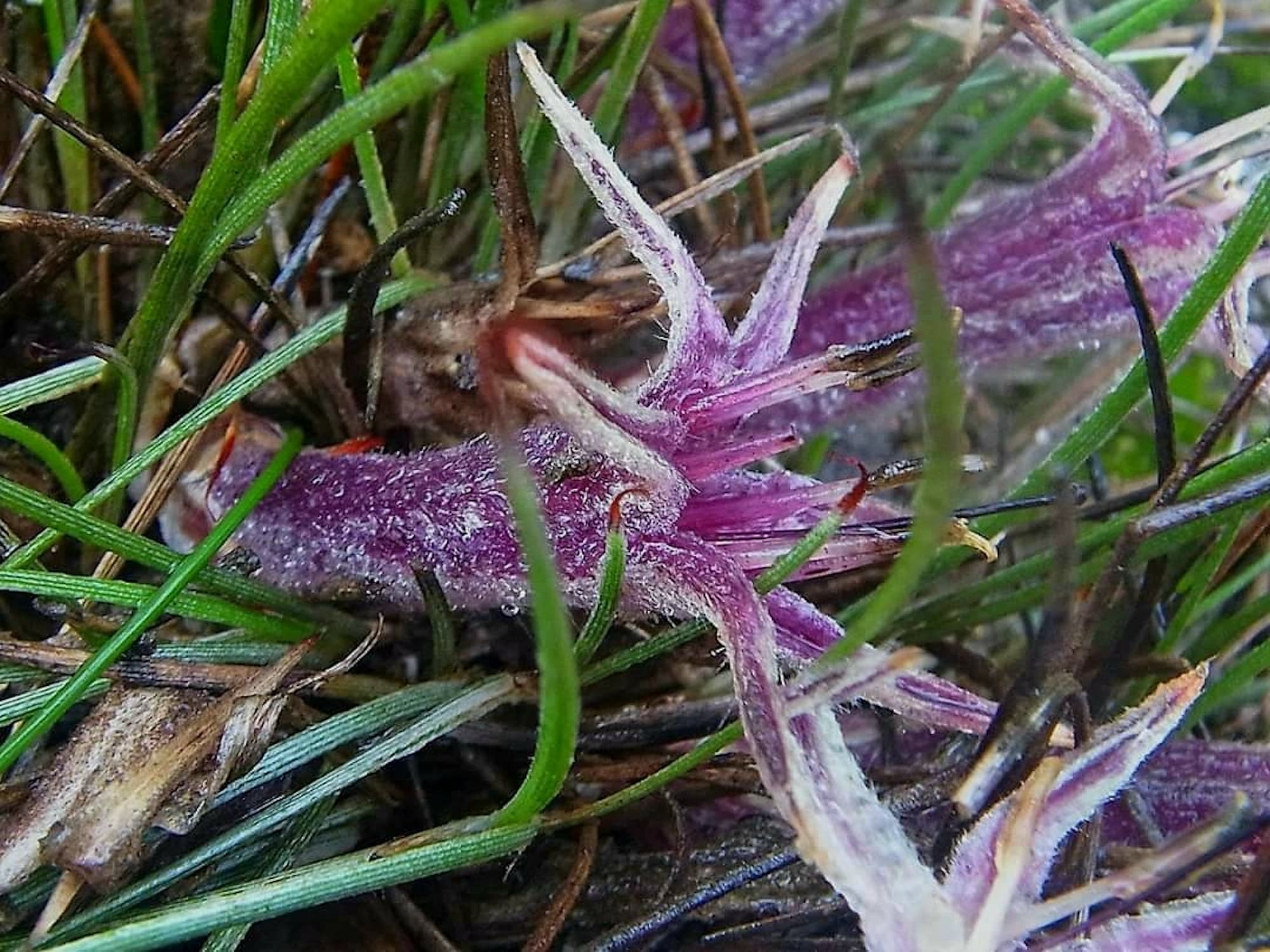 Conostylis argentea – Ausemade