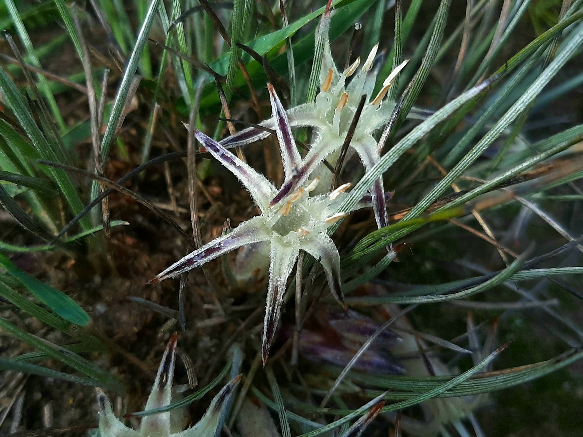 Conostylis argentea – Ausemade