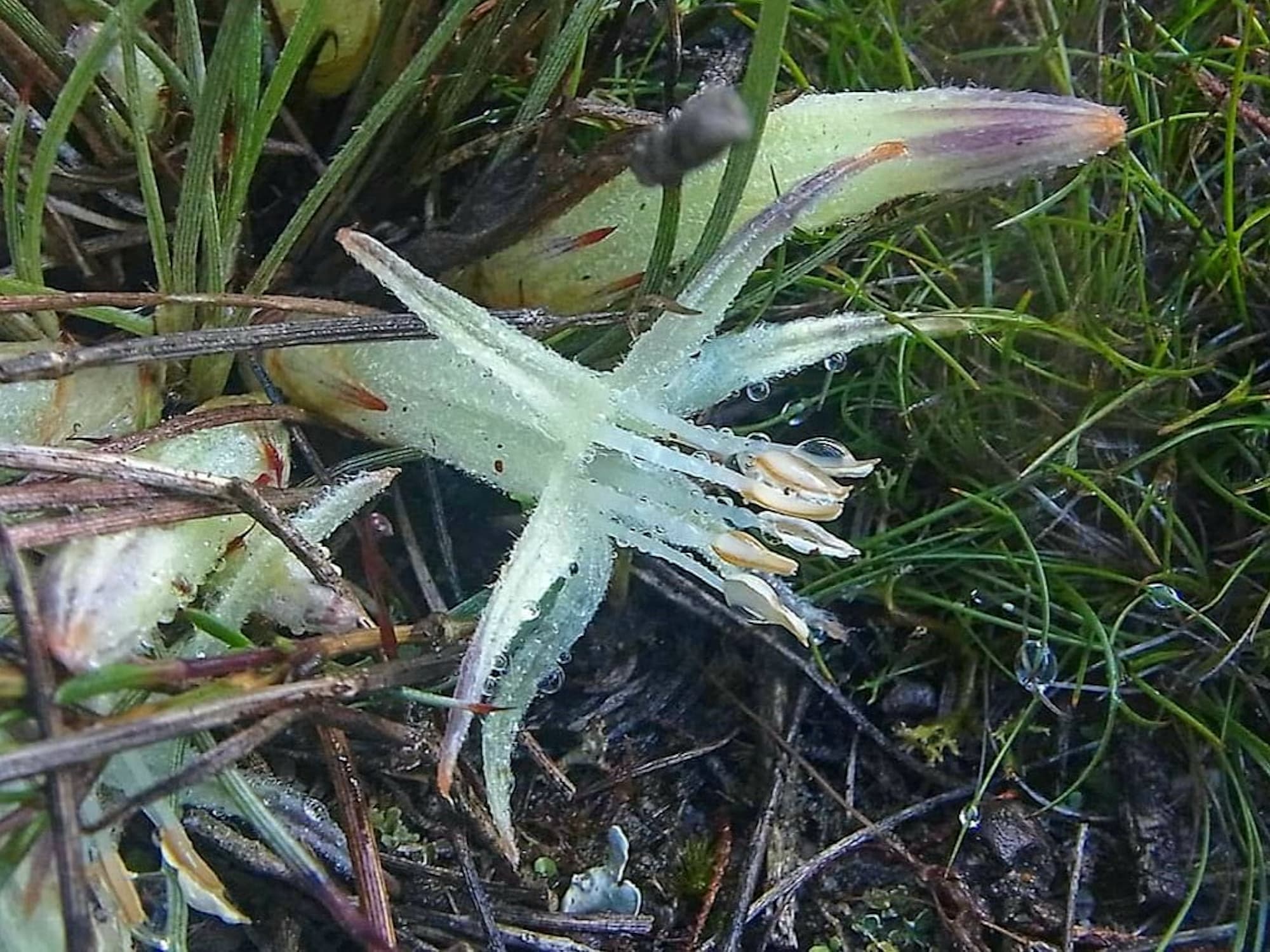 Conostylis argentea – Ausemade