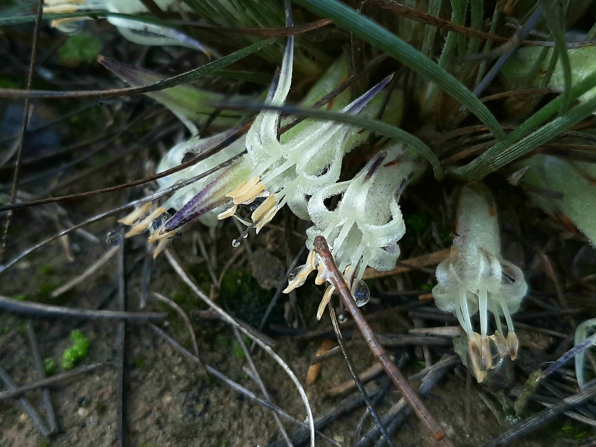 Conostylis argentea – Ausemade