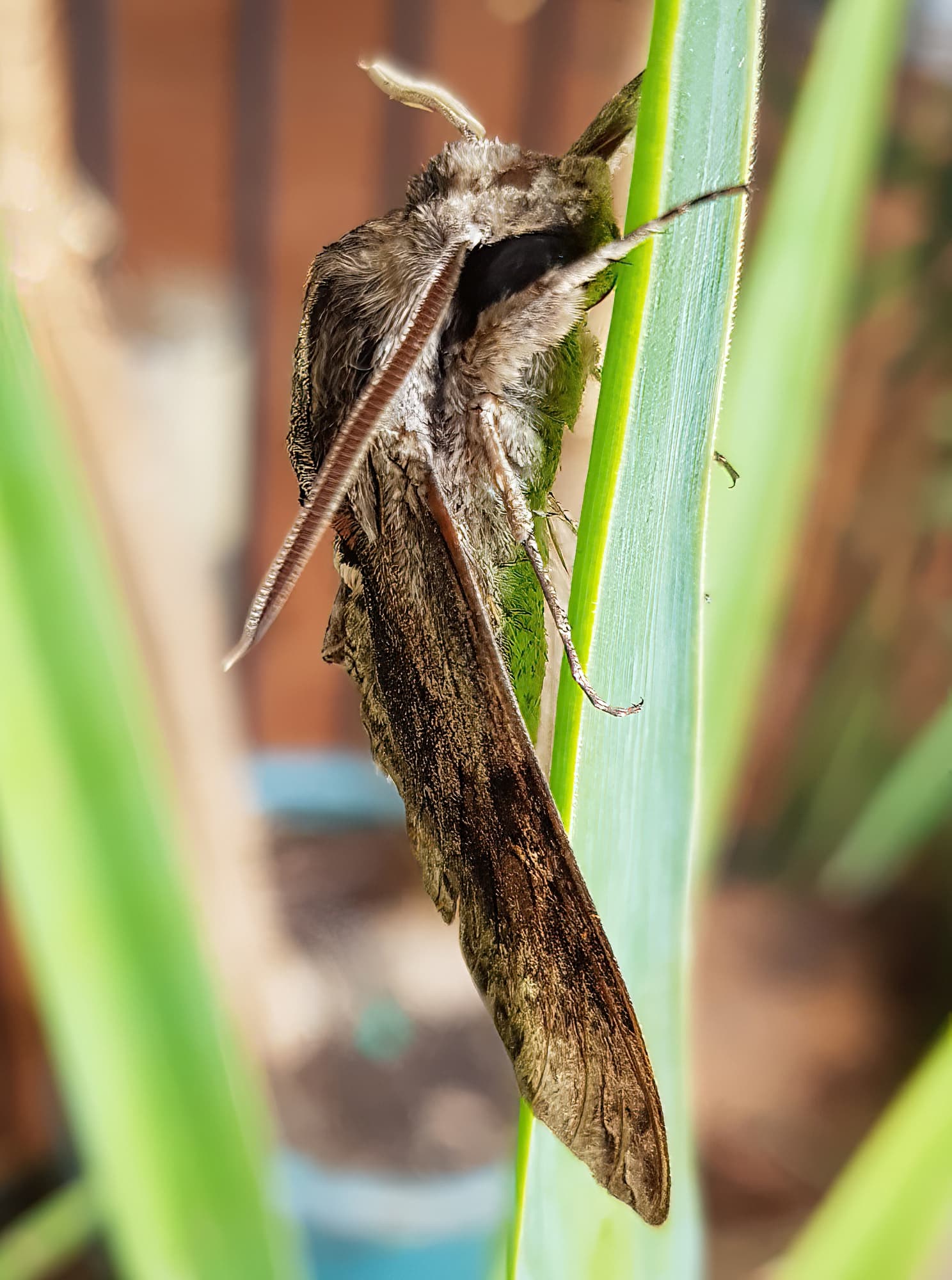Agrius convolvuli (Convolvulus Hawk Moth) – Ausemade
