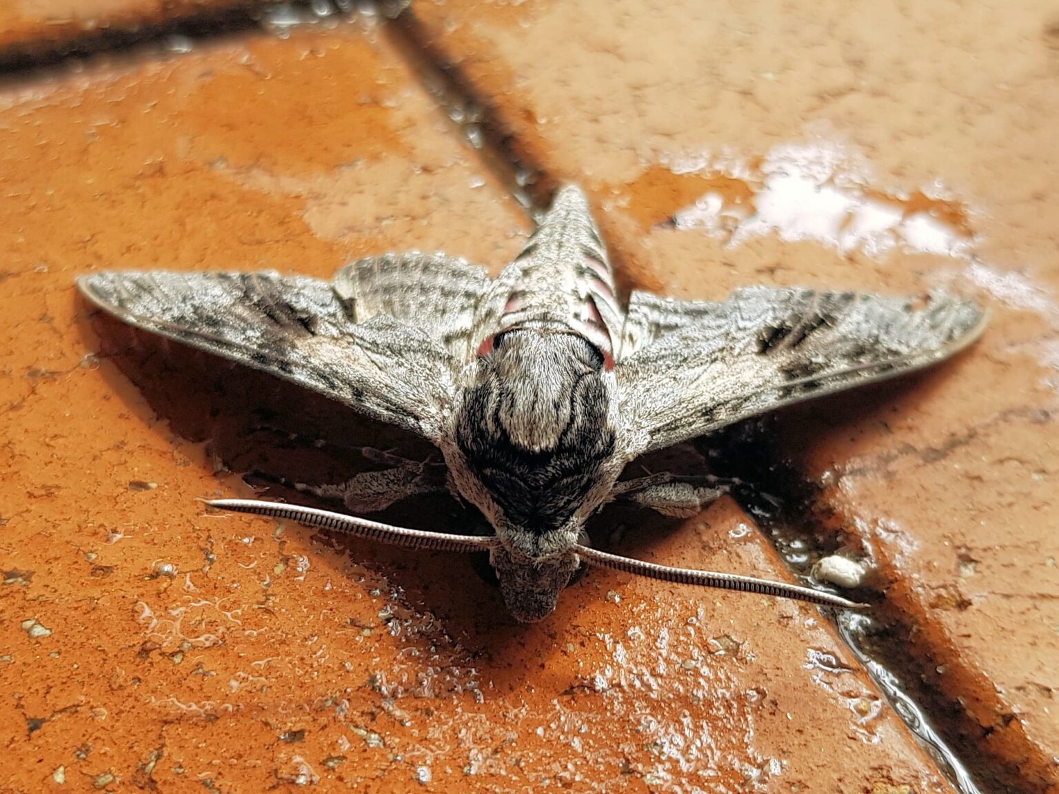 A Hawk Moth in Alice… – Ausemade