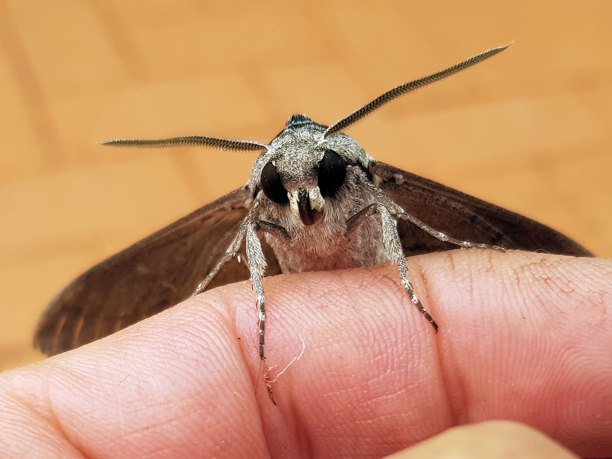 A Hawk Moth in Alice… – Ausemade