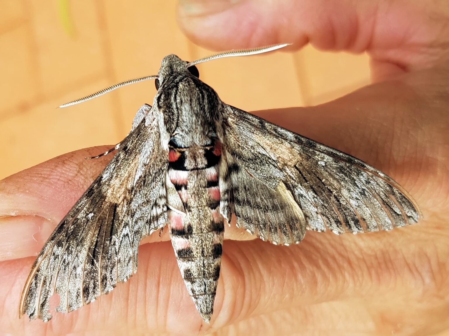 A Hawk Moth in Alice… – Ausemade