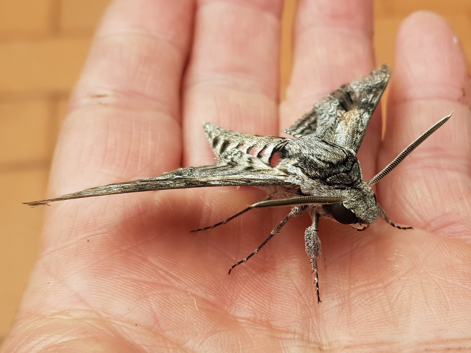 A Hawk Moth in Alice… – Ausemade