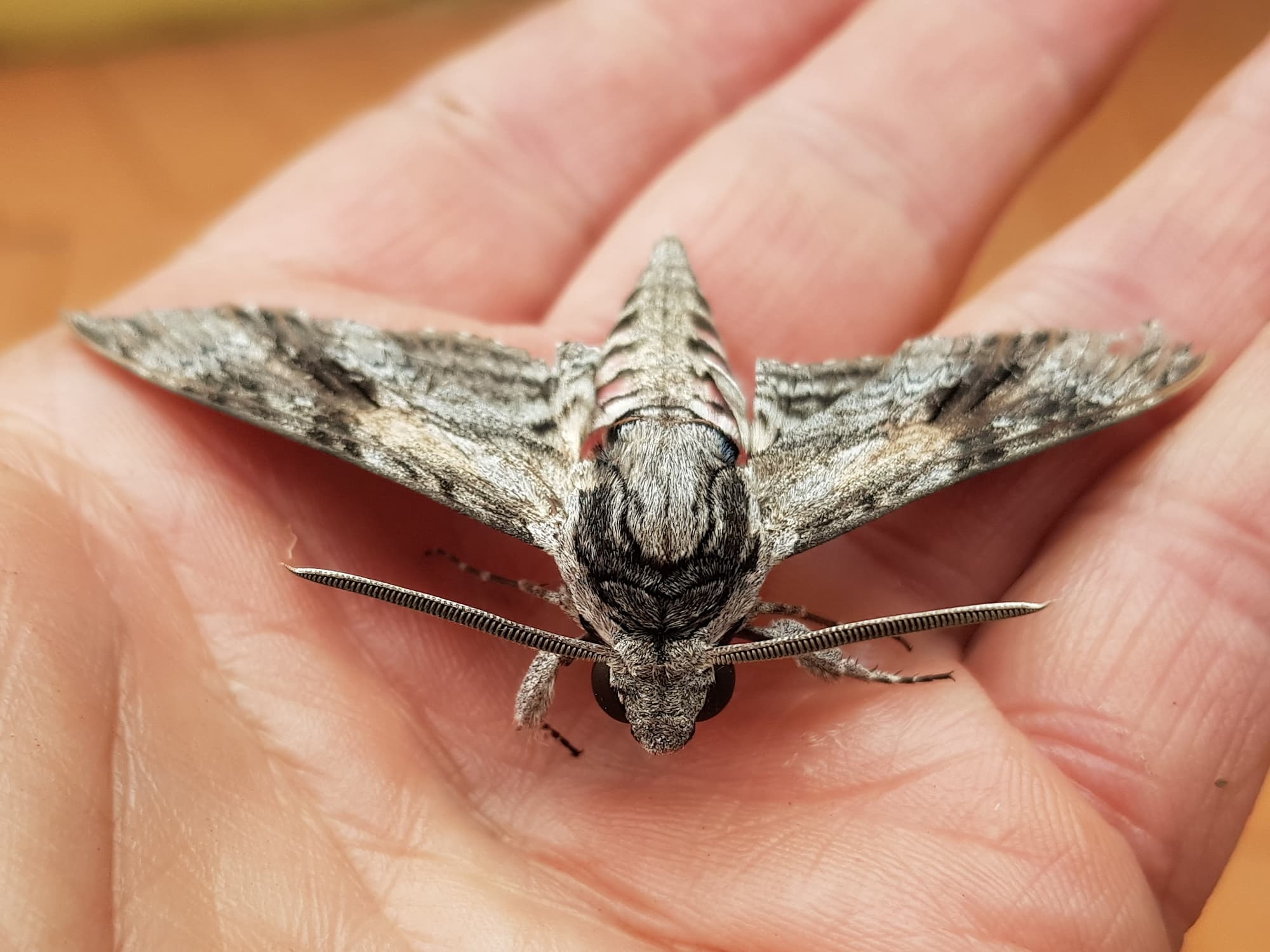 A Hawk Moth in Alice… – Ausemade